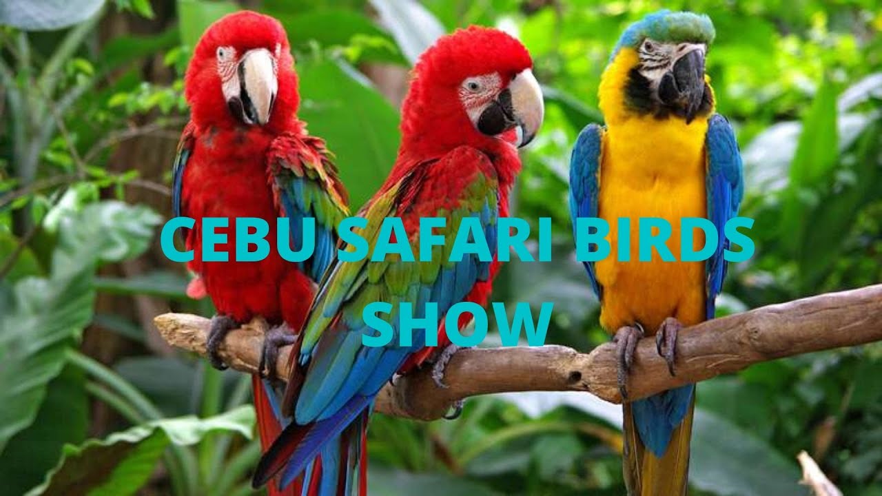 CEBU SAFARI BIRDS SHOW CARMEN CEBU PHILIPPINES - YouTube