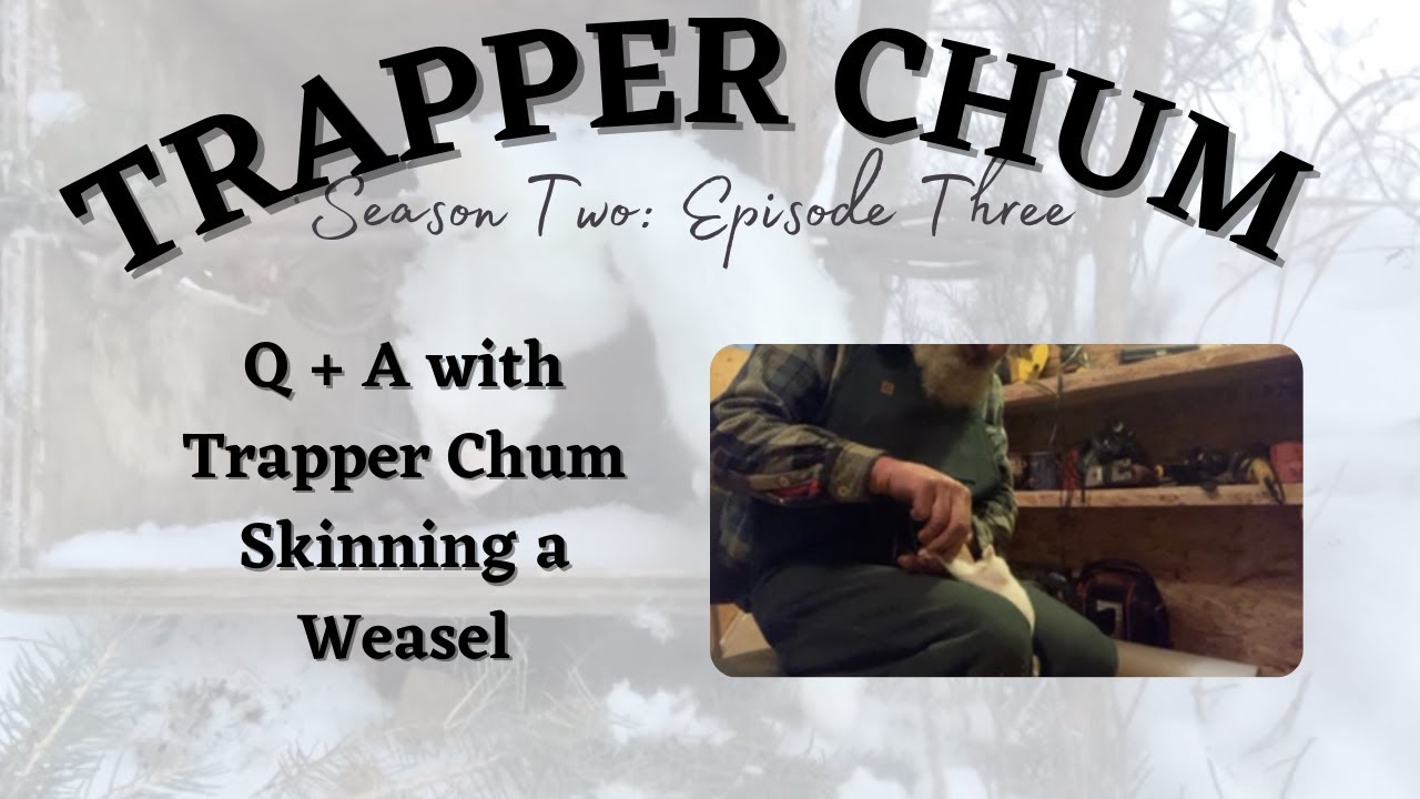 SEASON TWO: Episode 3 Q+A with Trapper Chum // Skinning a Weasel - YouTube