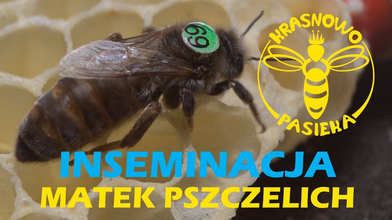 Inseminacja matek pszczelich. #pszczoły #inseminacja #beequeen - YouTube