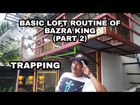 BASIC LOFT ROUTINE OF BAZRA KING (PART 2) | BAZRAPIGEON TV