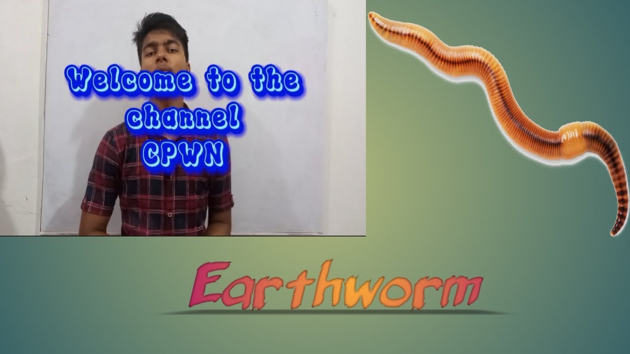Earthworm |||Circulatory system||| Blood ||| Lecture no.6|||Nepali ...
