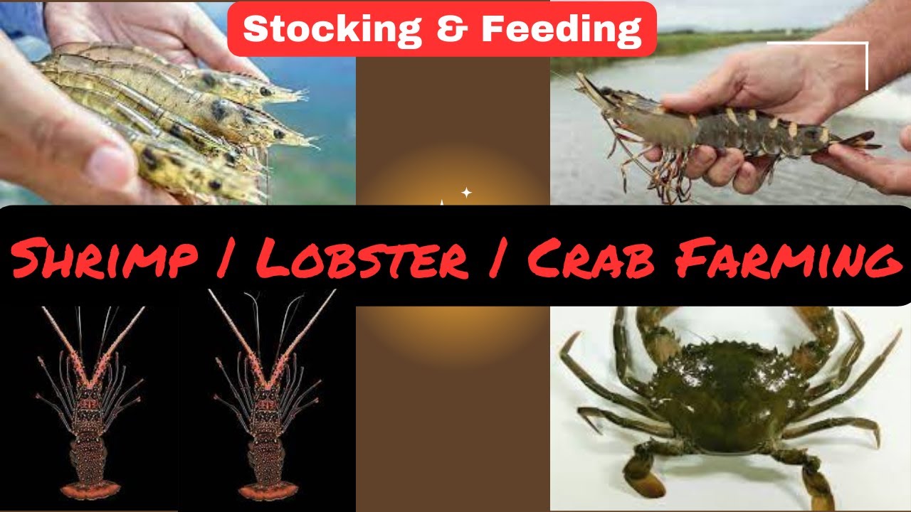 Online Training Session | Shrimp Farming | Crab Farming | Lobster ...