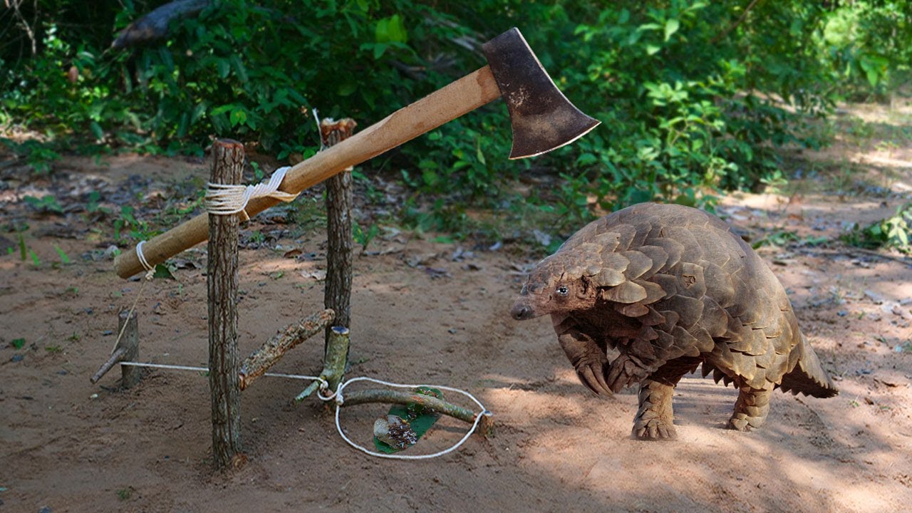 Build Pangolin Trap Using Big Axe | New Technique Of Pangolin Trap ...