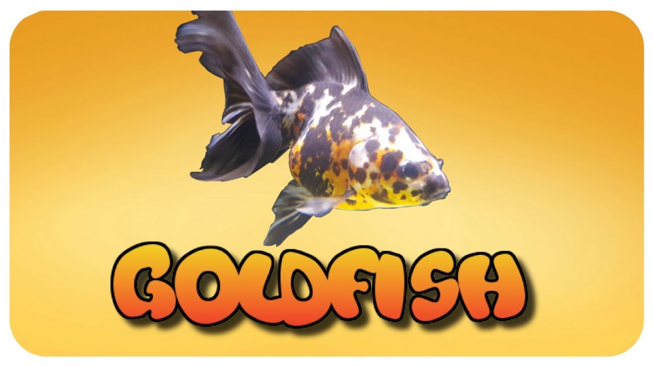 Setting up a Basic GOLDFISH Aquarium - YouTube