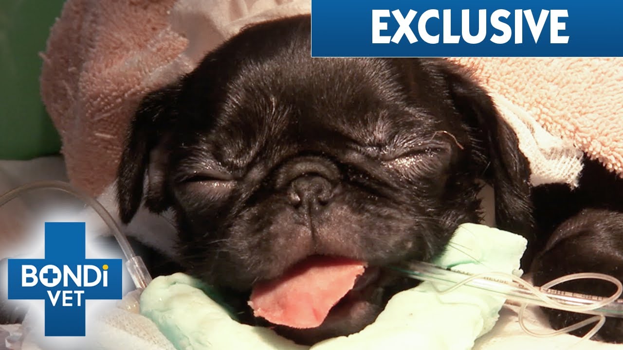 Pug Puppy Left With Twisted Jaw From Dog Attack 😢 | Under The Knife 🔪 ...