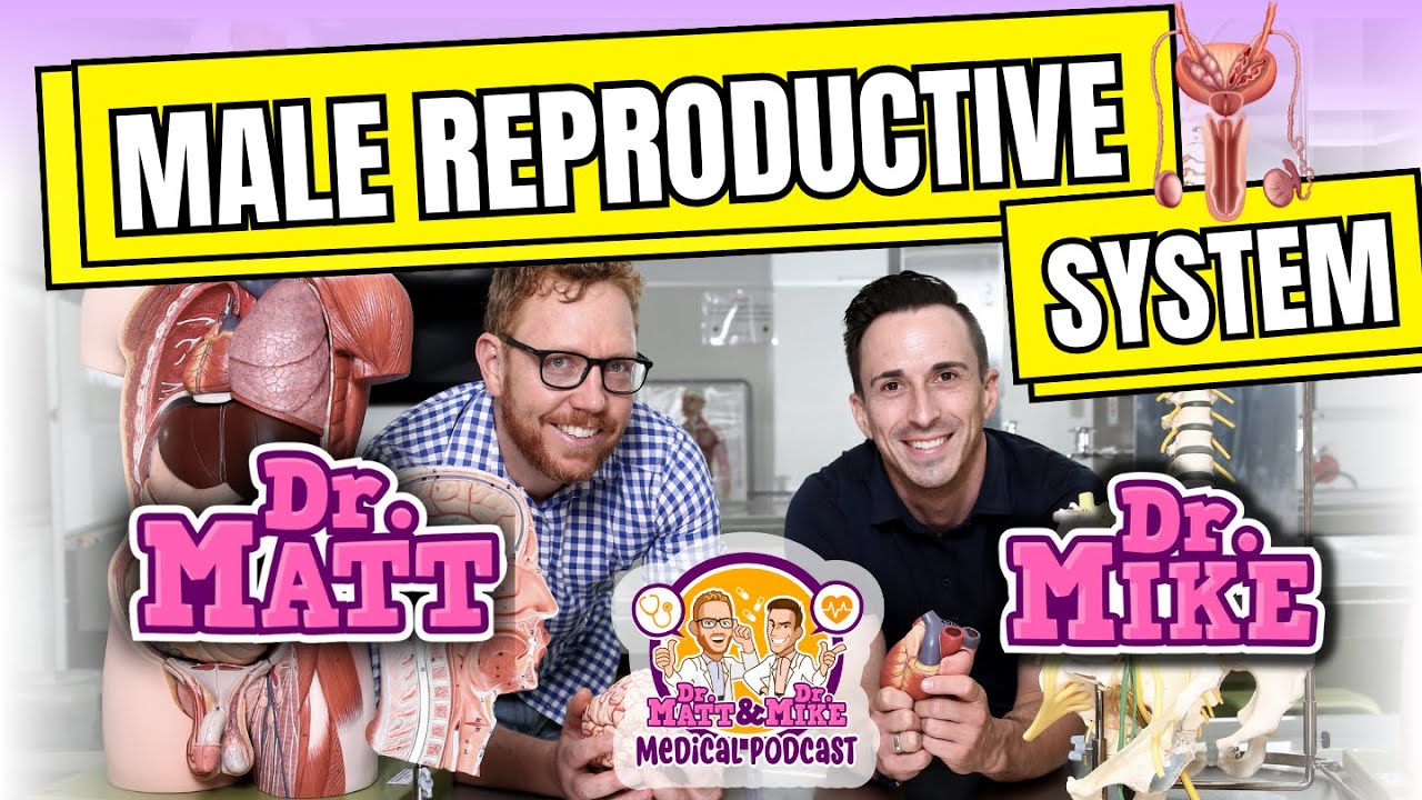 Male Reproductive System | Podcast - YouTube