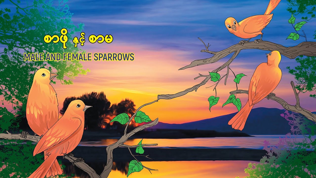 စာဖိုနှင့် စာမ_Male and Female Sparrows (Myanmar Traditional Folk Tales ...