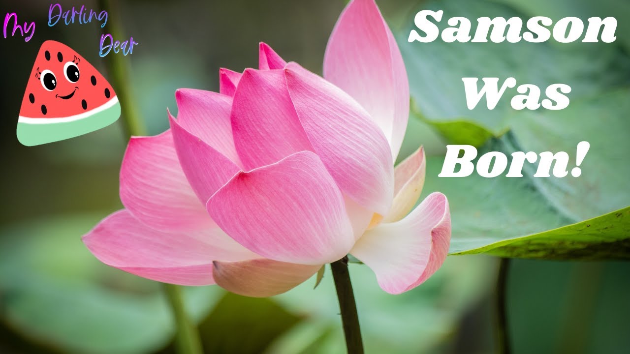 The Birth of a Legend: Samson’s Beginning & His Philistine Wife ...