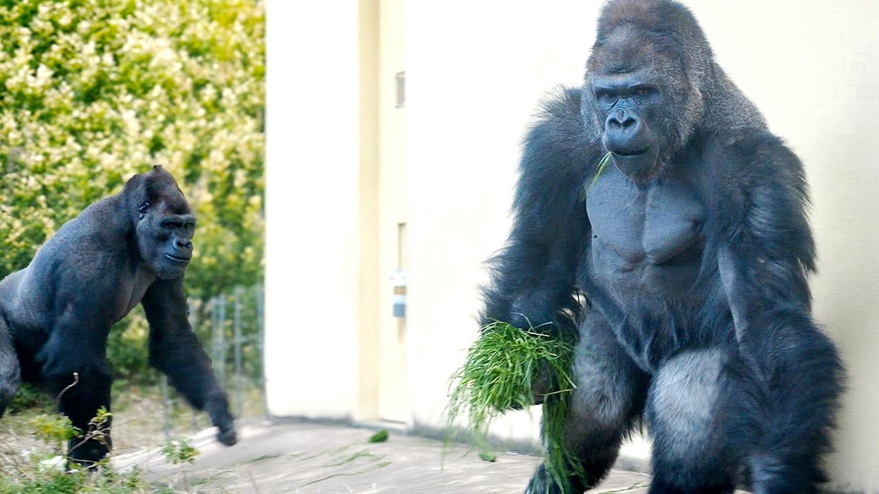 Gorilla Son Sticking To His Dad | How gorillas communicate | The ...