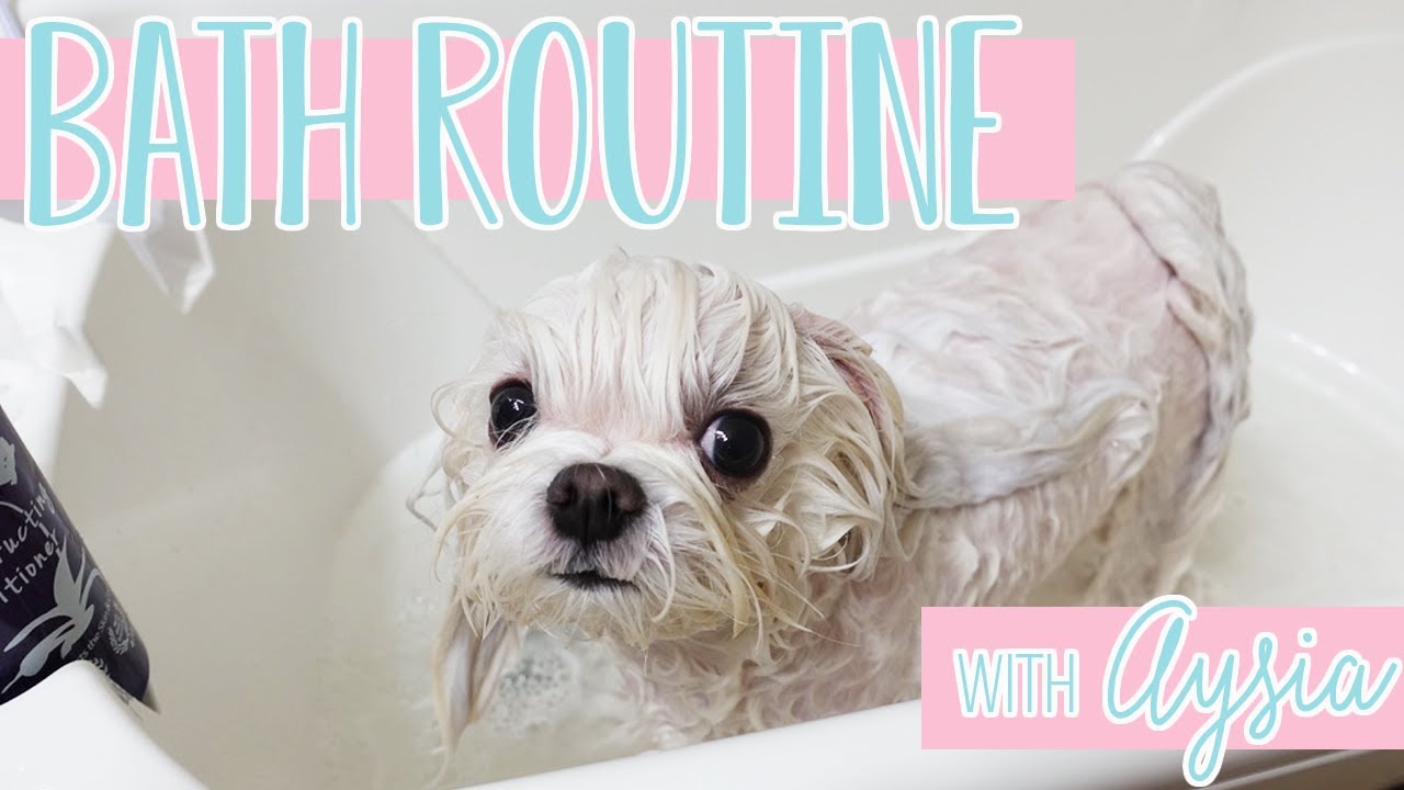 Bath Routine for a White Dog: How to Give Your Dog a Spa Bath Day at ...