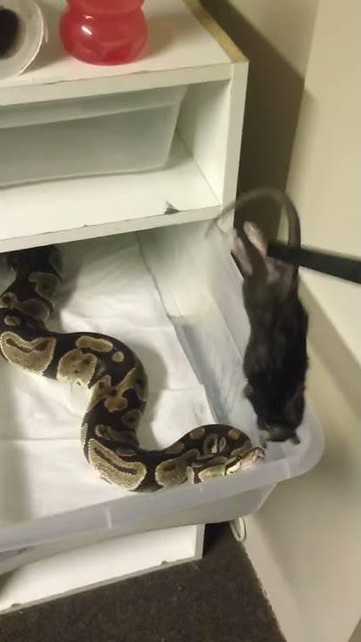 Ball python strike - YouTube