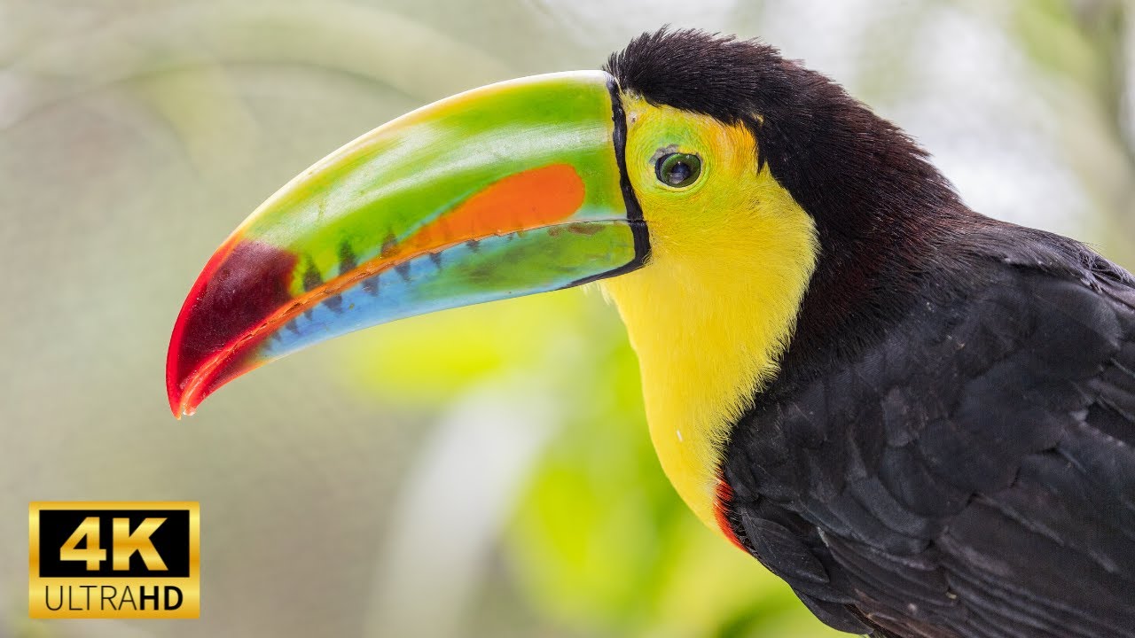 Colorful Birds in 4K🌈 Wings of Wonder: Exploring the Vibrant Spectrum ...