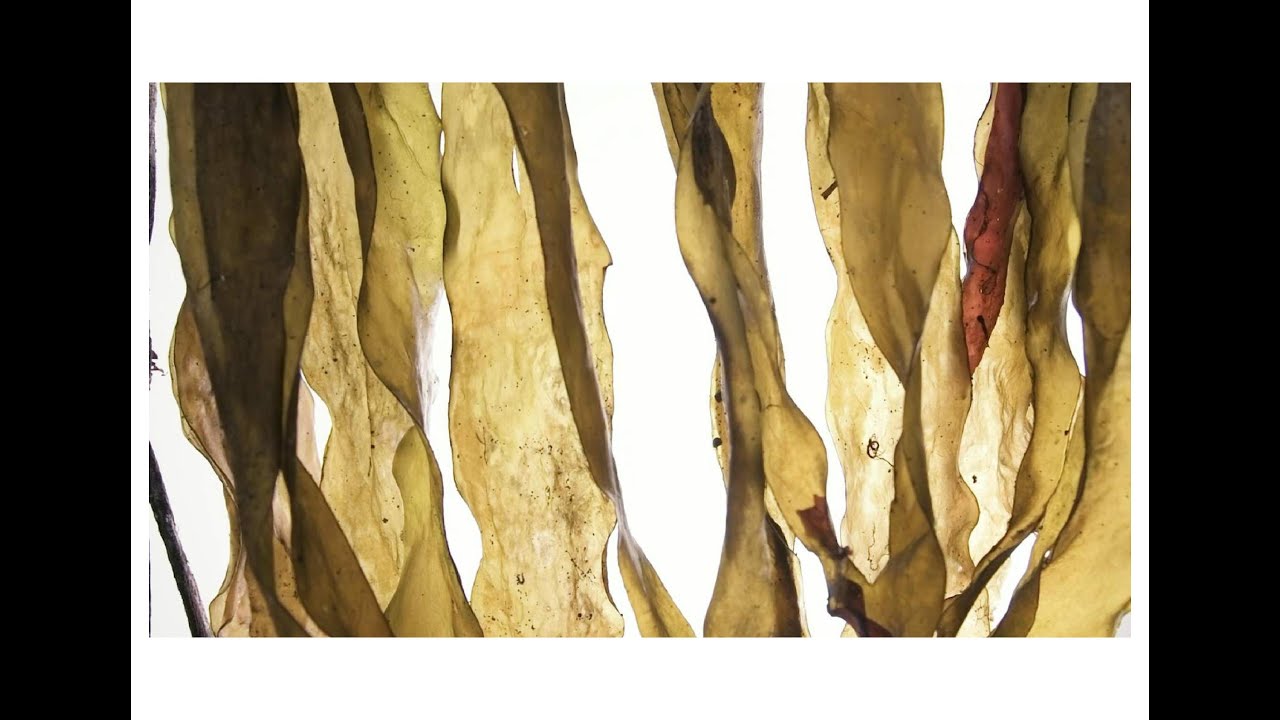 SEAWEED FOAM - YouTube