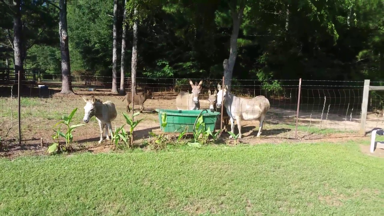 Donkey bray - YouTube