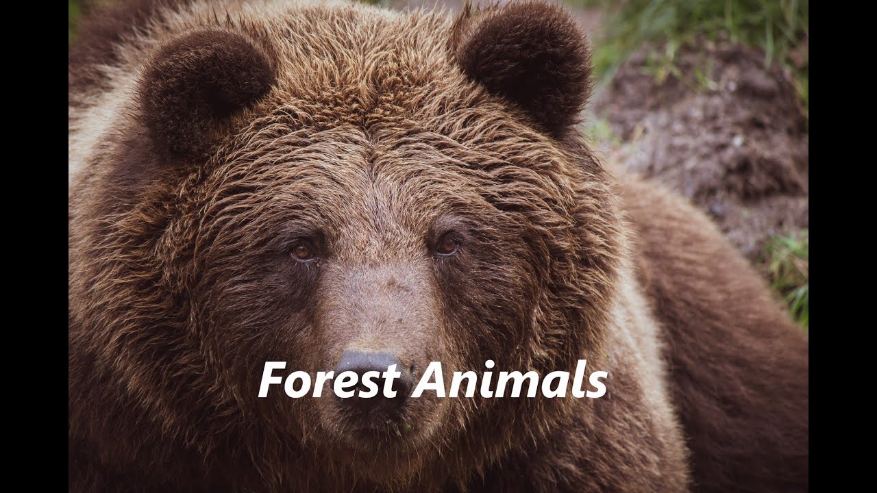 8K ( Ultra) HD Forest Animals, Bears video's compilation مقاطع فيديو ...