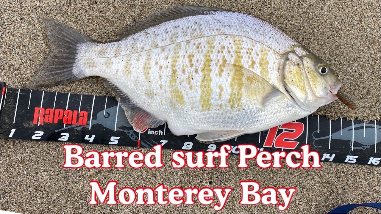 Saltwater Perch
