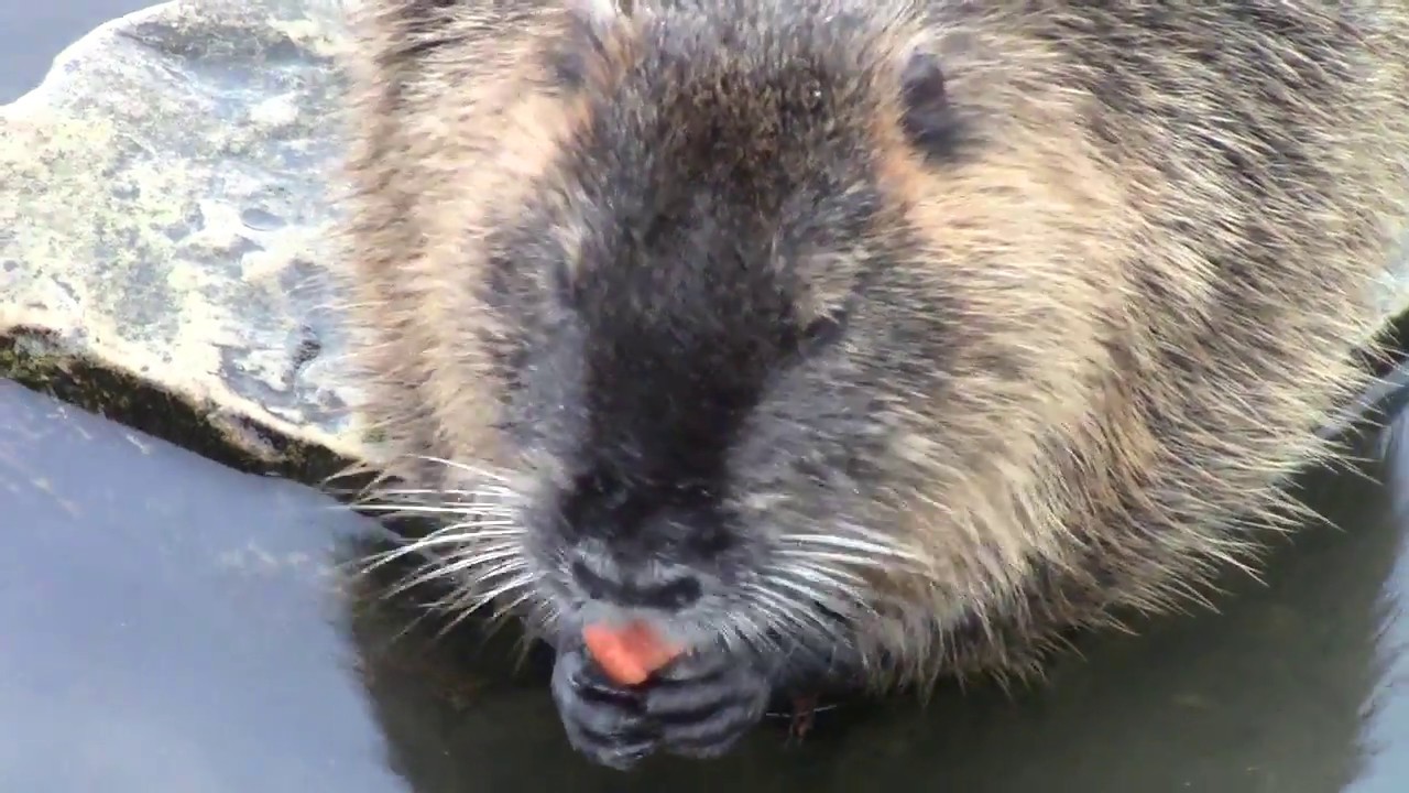 A nutria ( beaver ) in Prague eating carrot along the Moldava river ...