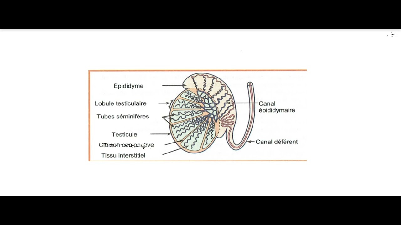 Reproduction chez l'homme-structure de testicule - YouTube