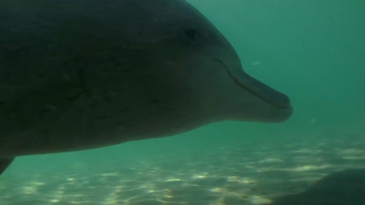Samu the Baby Dolphin | Dolphins of Shark Bay | BBC Earth - YouTube