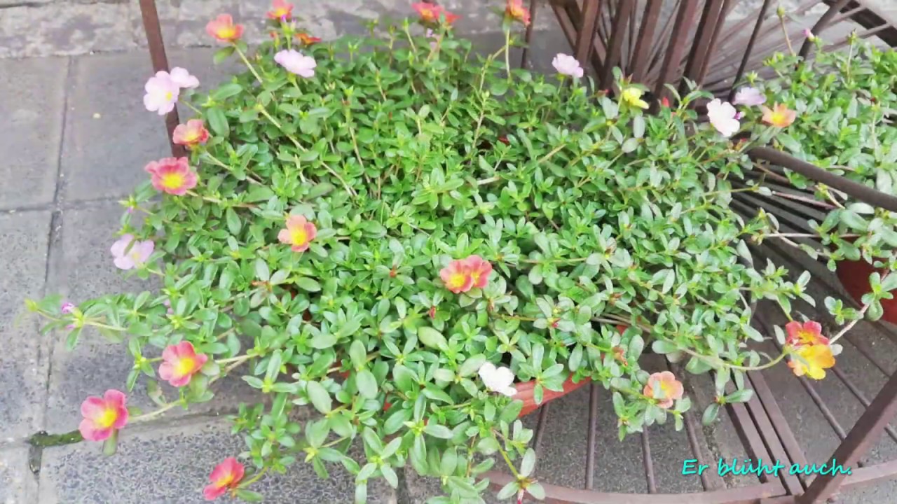 Portulak/Gemüse-Portulak/Sommerportulak/Purslane/Portulaca oleracea ...