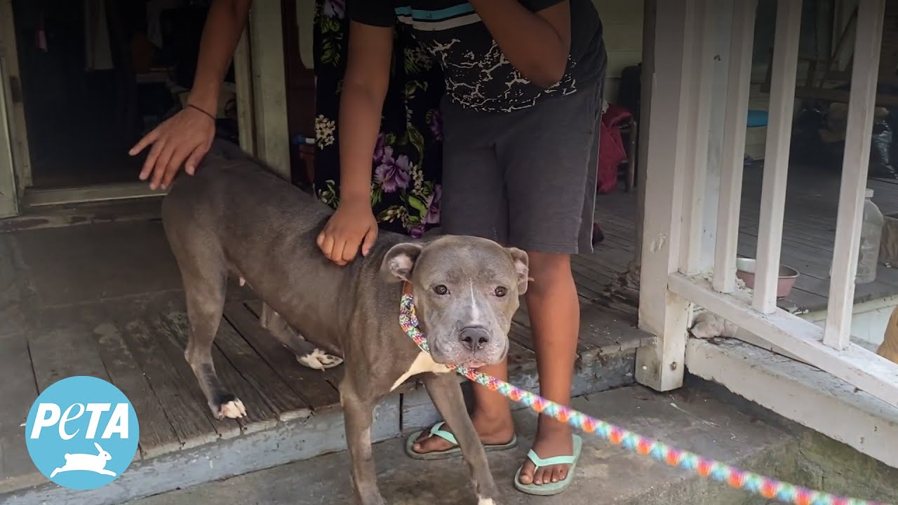 Dog’s Life Saved by Emergency Spay Surgery, Thanks to PETA - YouTube