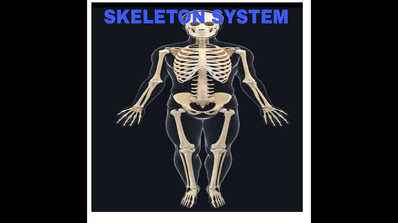 skeleton system of human body anatomy and physiology bone of different ...