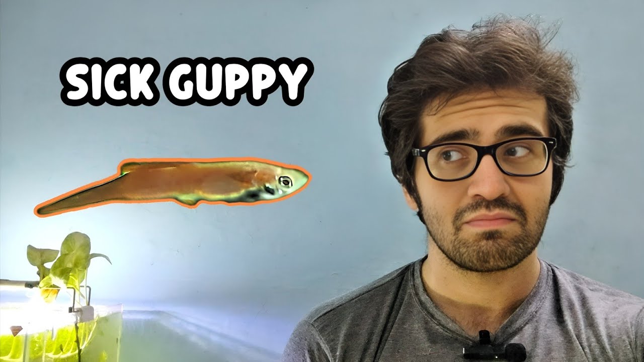 My Guppy Is Sick | How To Treat Clamped Fin | Methylene Blue Dip Method ...