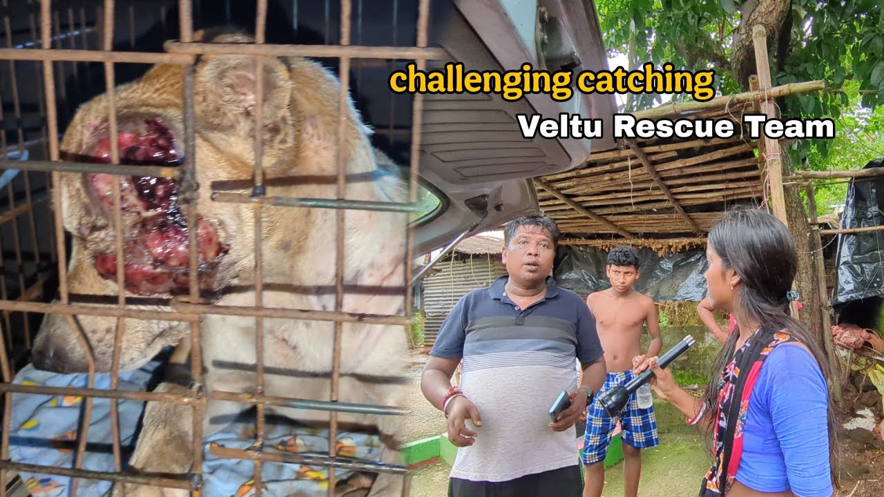 CHALLENGING DOG CATCHING || location garbeta || Veltu Rescue Team ...