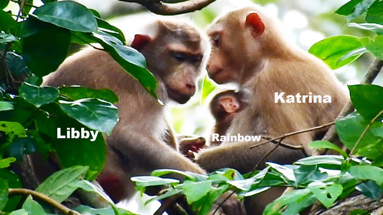 Rainbow still hug monkey Katrina, while Libby still not gra.b Rainbow ...