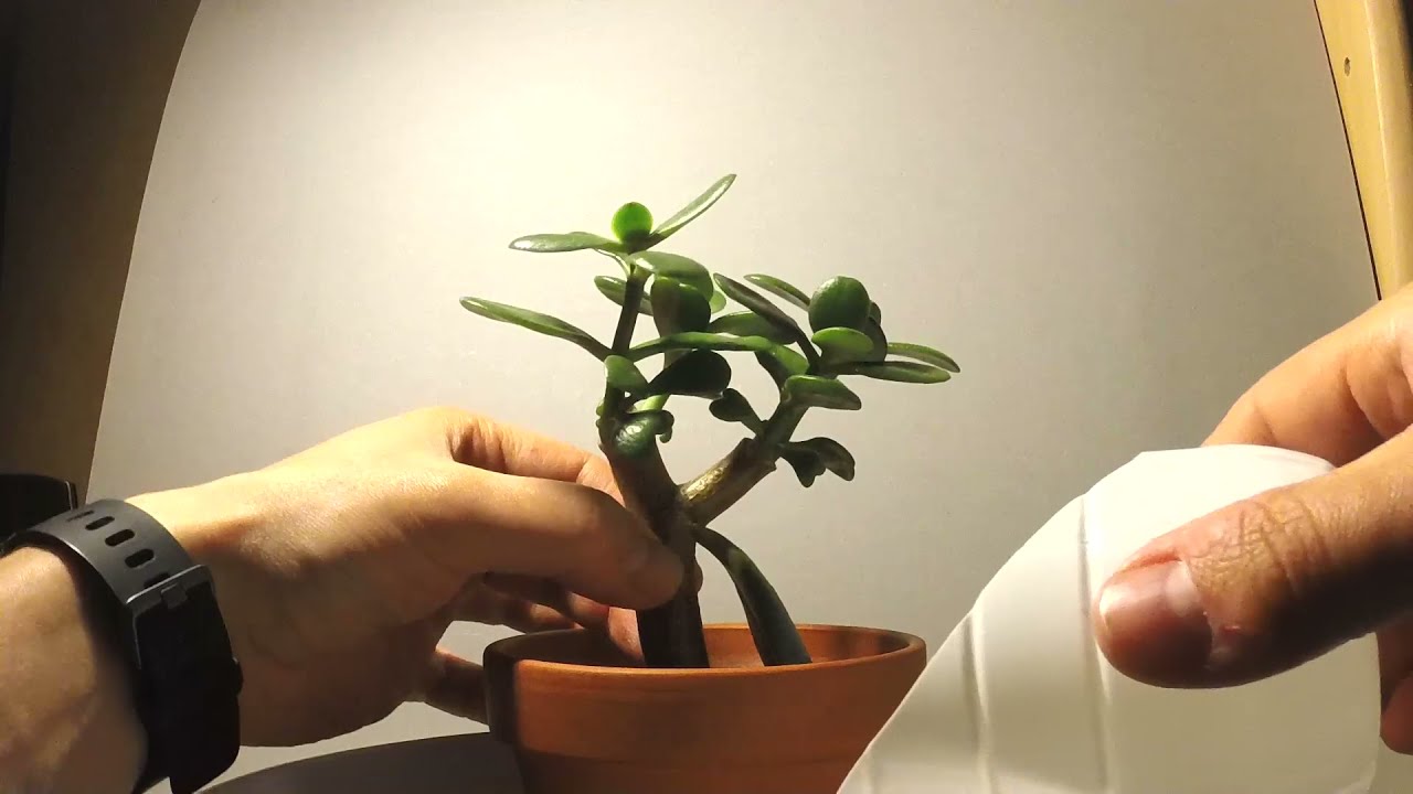 Kleinen Geldbaum (Crassula Ovata) Bonsai einpflanzen - YouTube