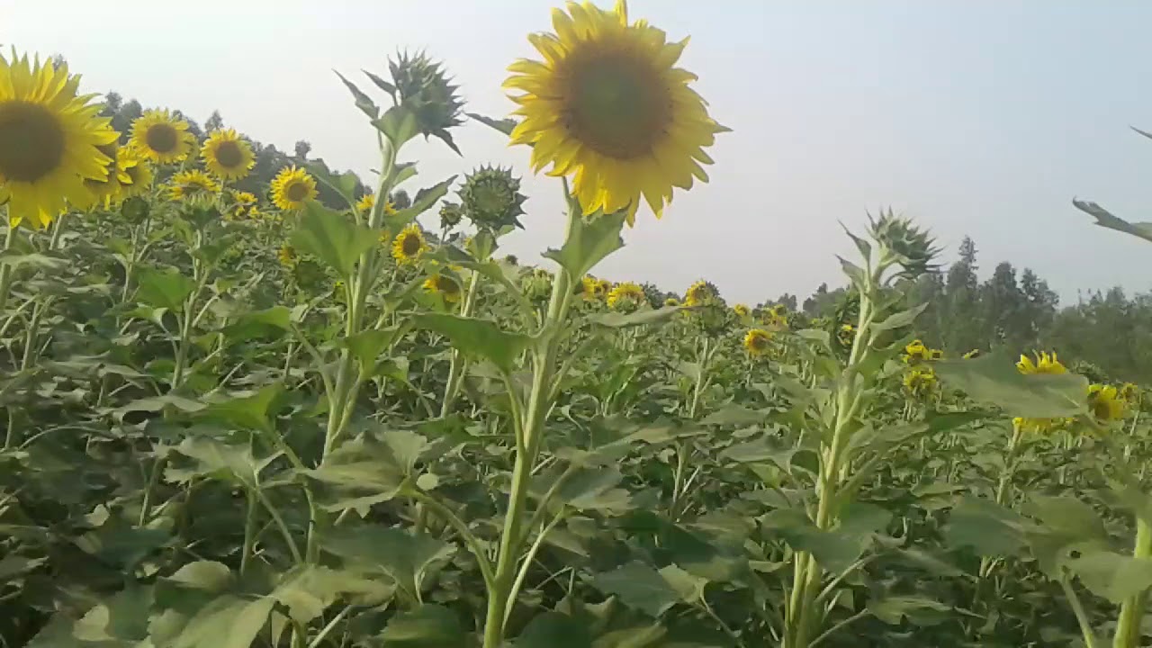 Suryamukhi flower - YouTube