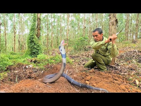 Suffocation + Confront a group of ferocious king cobras that attack ...