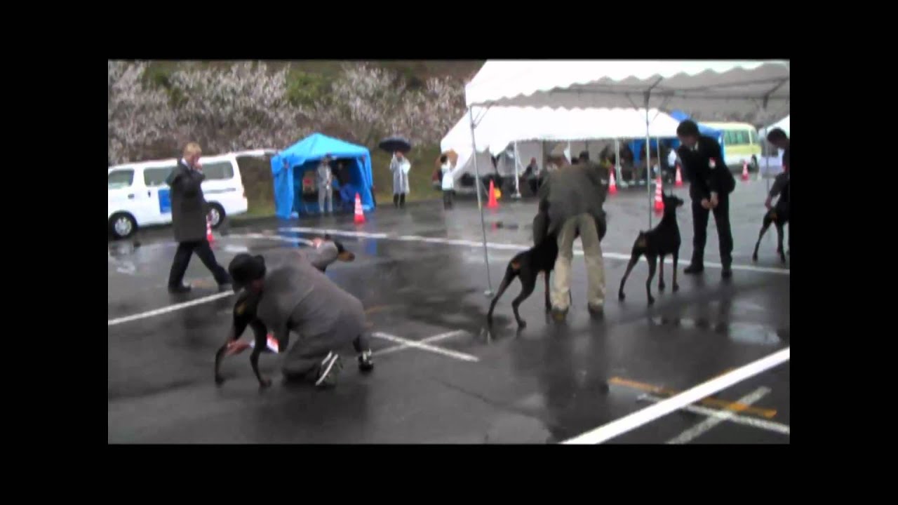 Dobermann Gabriel JKC show in gifu 3 - YouTube