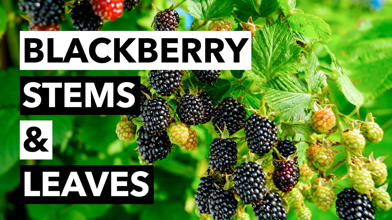 Wild Edibles with Sergei Boutenko: Blackberry–Rubus Allegheniensis ...