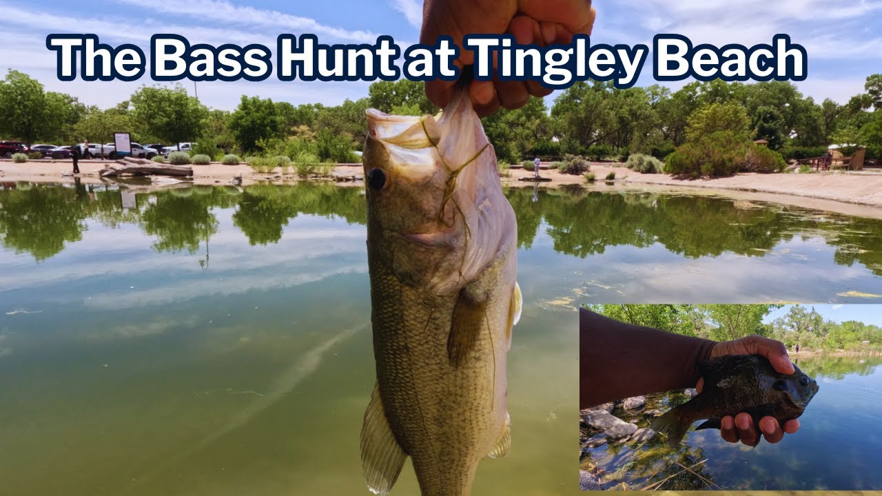 The Bass Hunt at Tingley Beach – Worth the Wait! #bassfishing #bluegill ...