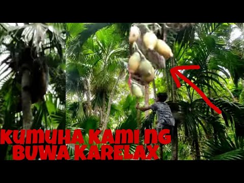 Harvest kami ng bwa. tyaka bunga ng anahaw - YouTube