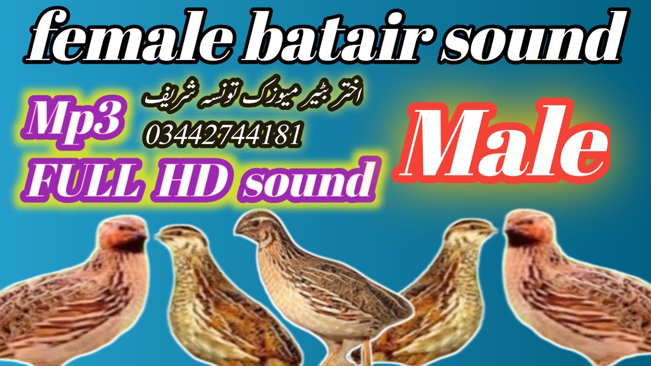 Female Quail sound/Madi batair ki Awaz /mada batair ki kirak/batair ki ...