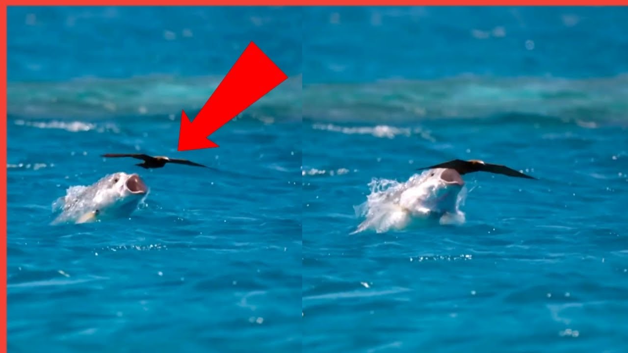 Giant Trevally Fish Come Up From Under The Water And Attack The Birds ...