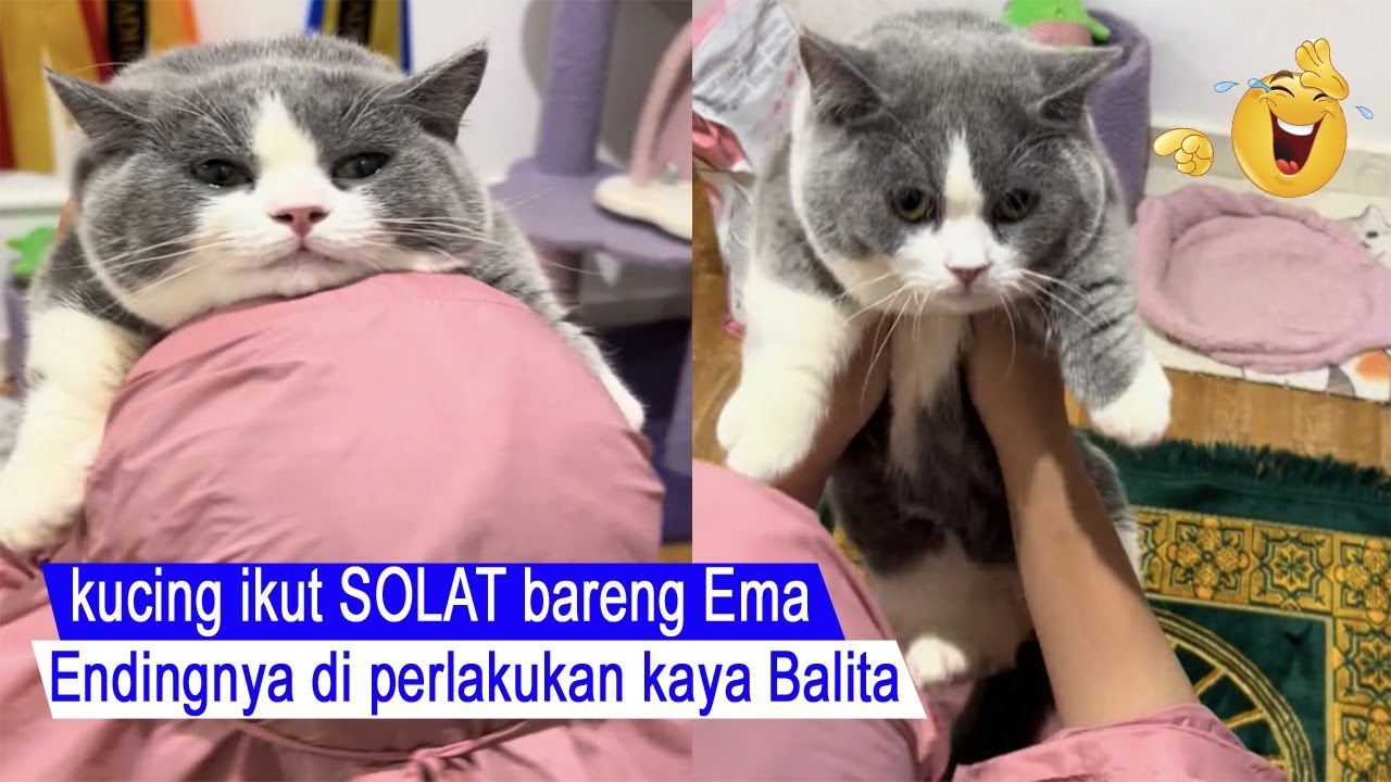 LUCU dan Menggemaskan/kucing ikut solat dan berdoa bareng ema/kompilasi ...