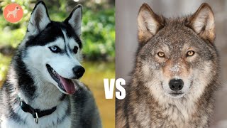 Whats The Difference Between A Wolf And A Husky