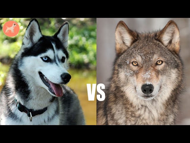 Whats The Difference Between A Wolf Dog And A Husky