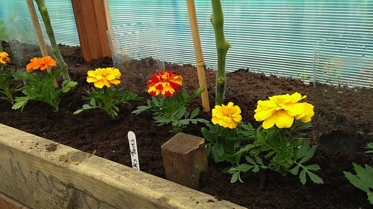 Tomato Guru - YouTube