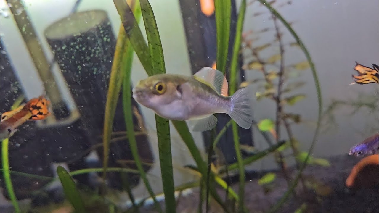 my avocado pufferfish - YouTube