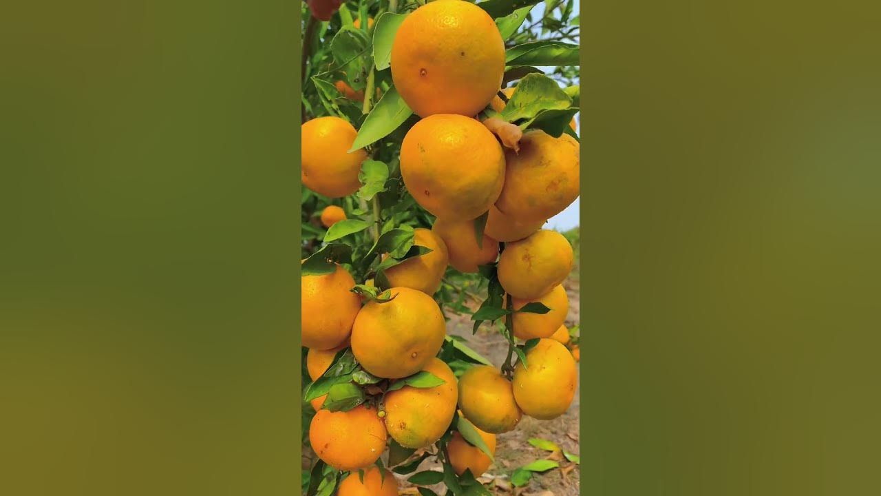 生活就像秋季的橘子🍊，虽然果肉有苦有酸，但偶尔也有甜。 Youtube