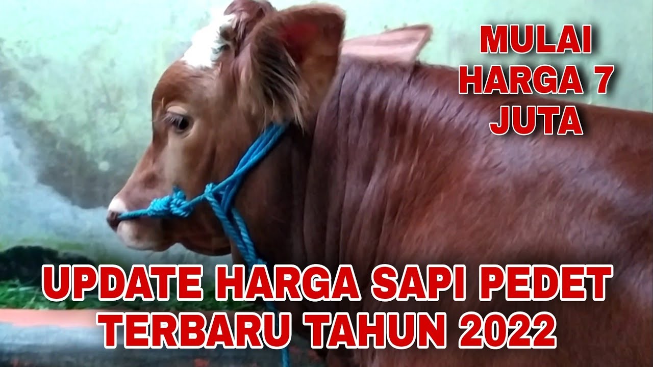 Update Harga Sapi Pedet Limousine terbaru tahun 2022 Mulai Harga 7 Juta ...