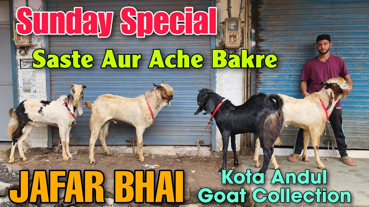 Sunday Special Saste Aur Ache Kota Bakre At JAFAR BHAI | 2025 Andul ...