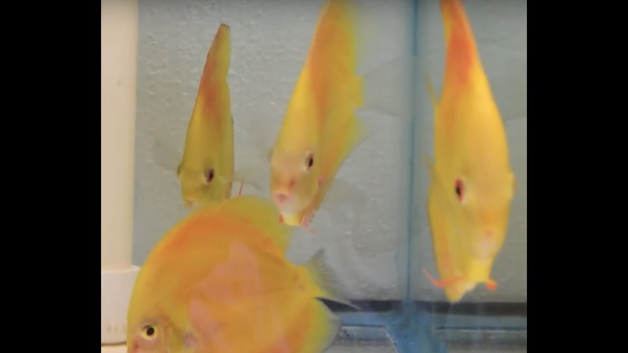 2 Golden Lollipop Discus Possible Breeding Pairs - YouTube