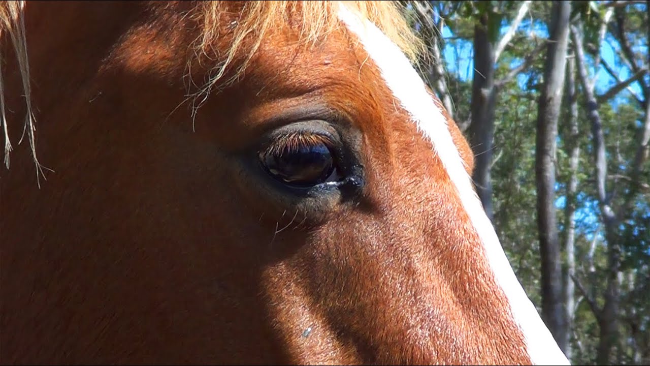 HORSE PRAYER - We Are Free by Valdi Sabev - YouTube