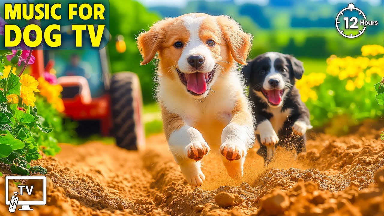 12 Hours of Dog Calming Music for Dog 🐕 Music Relax Your Dogs & Stop ...