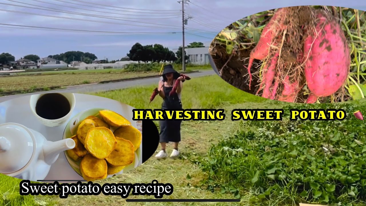 HARVESTING SWEET POTATO 🍠 AND EASY RECIPE - YouTube